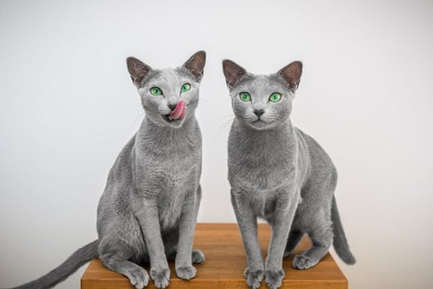 How to Say Cat in 10 Different Languages (With Pronunciations) | Hepper ...