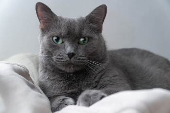12 Surprising Russian Blue Cat Facts: Origins, Traits & Behaviors ...