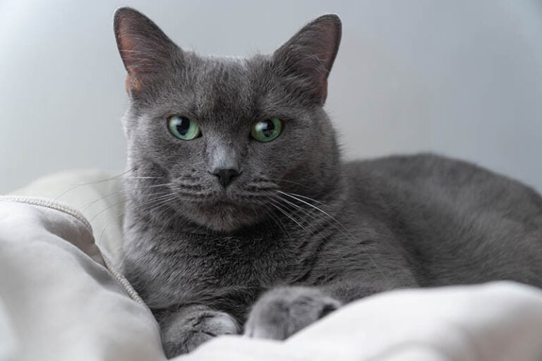 12 Surprising Russian Blue Cat Facts: Origins, Traits & Behaviors ...