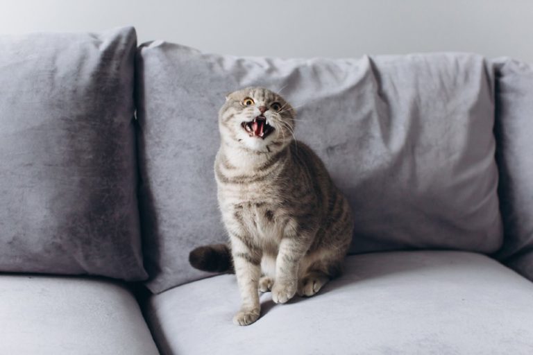 How to Discipline a Cat for Biting: 7 Vet-Approved Methods | Hepper Pet ...