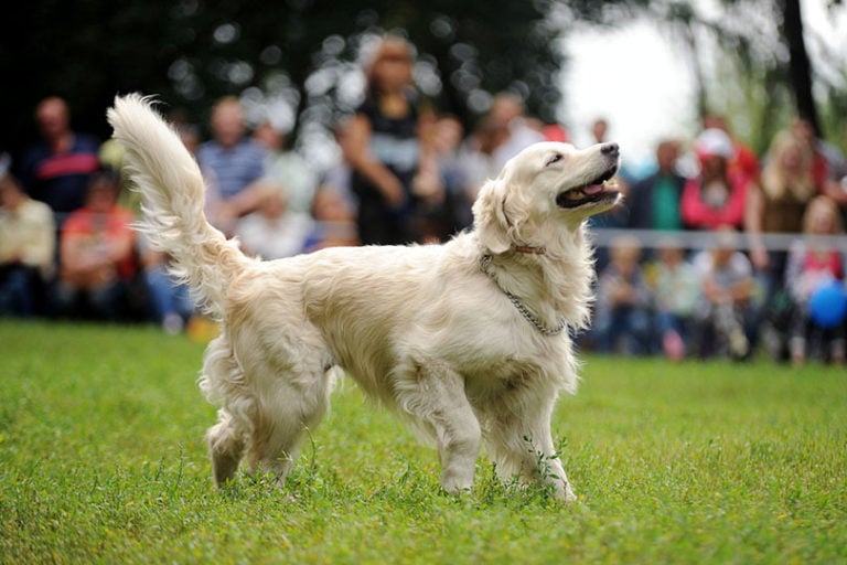 What Were Golden Retrievers Bred For? History & Origin Explained ...