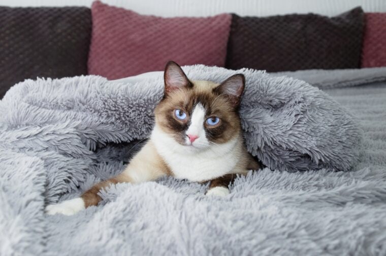 16 Most Cuddly and Affectionate Cat Breeds (With Info & Pictures ...