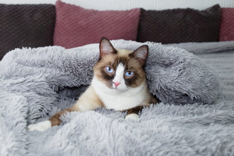16 Most Cuddly and Affectionate Cat Breeds (With Info & Pictures ...