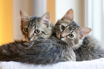 7 Surprising Facts About Tabby Cats: Vet-Reviewed Genetics, Traits ...