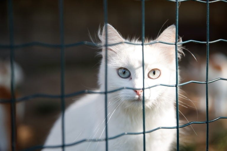 5 DIY Cat Fence Roller Plans You Can Make Today (With Pictures ...