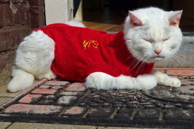 15 DIY Cat Clothes - Plans & Patterns You Can Make Today (With Pictures ...