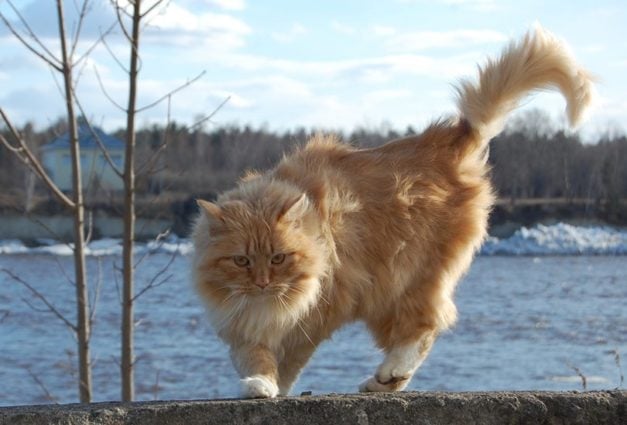 200+ Yellow Cat Names: Our Top Picks for Your Bright & Bold Feline ...