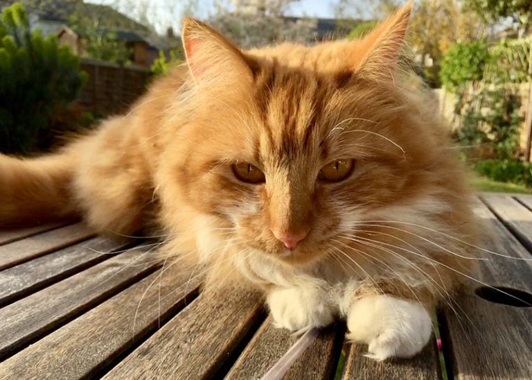 200+ Yellow Cat Names: Our Top Picks for Your Bright & Bold Feline ...