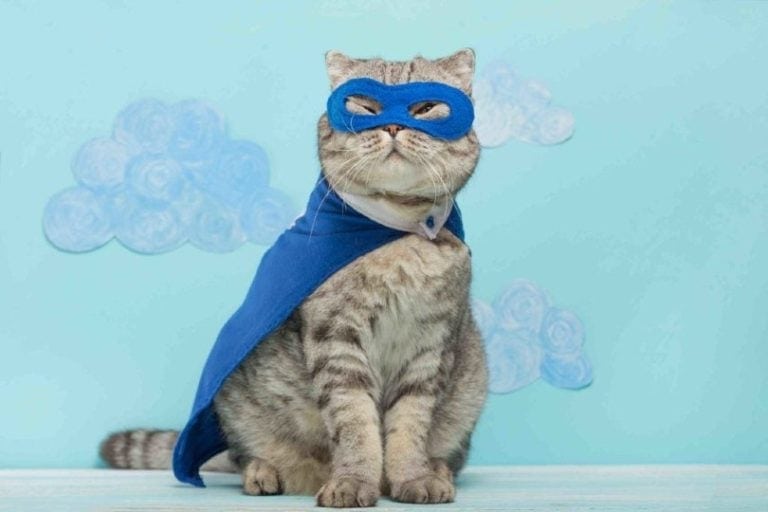 24 Incredible Heroic Cats That Saved Lives | Hepper Pet Resources