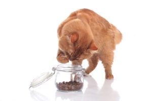9 Homemade Cat Treat Recipes You Can Make Today | Hepper Pet Resources