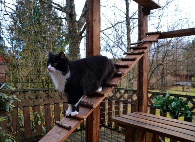 10 DIY Cat Ramp Plans You Can Make Today (With Pictures) | Hepper Pet ...