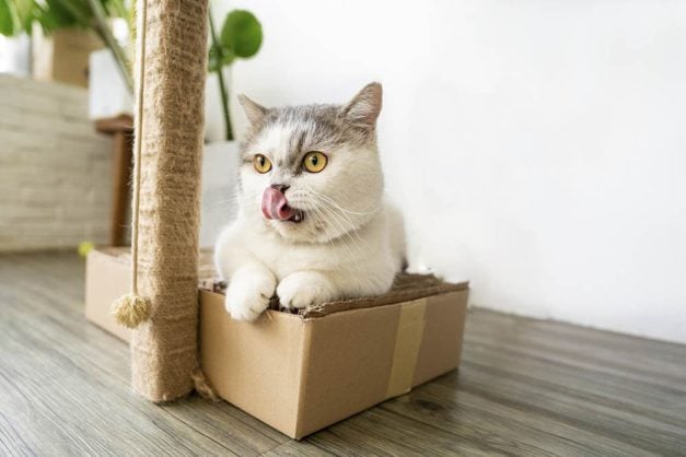 14 DIY Cardboard Cat Toy Plans You Can Make Today (with Pictures ...