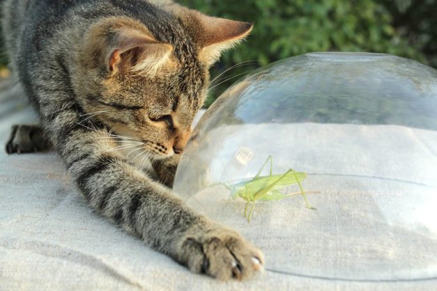 Can Cats Eat Bugs? Vet-Reviewed Health & Safety Guide | Hepper Pet ...