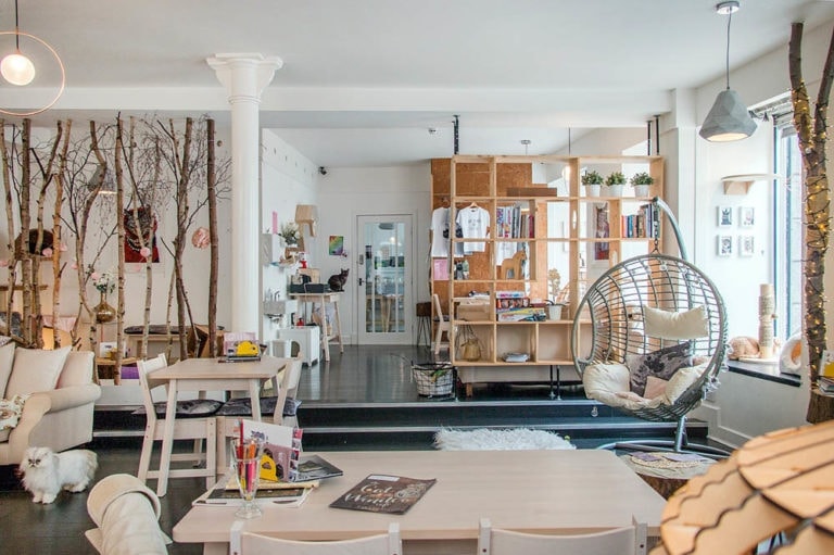 How to Start a Cat Café in 2026: Step-By-Step Guide | Hepper Pet Resources