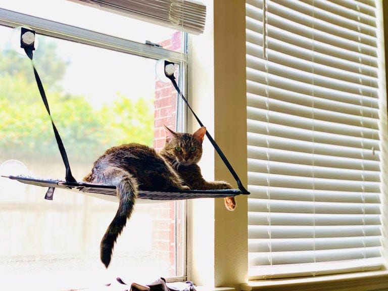7 DIY Cat Window Perches With No Screws You Can Make Today (With ...