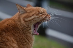 How to Tell if a Cat Is Choking & What to Do (Vet-Approved) | Hepper ...