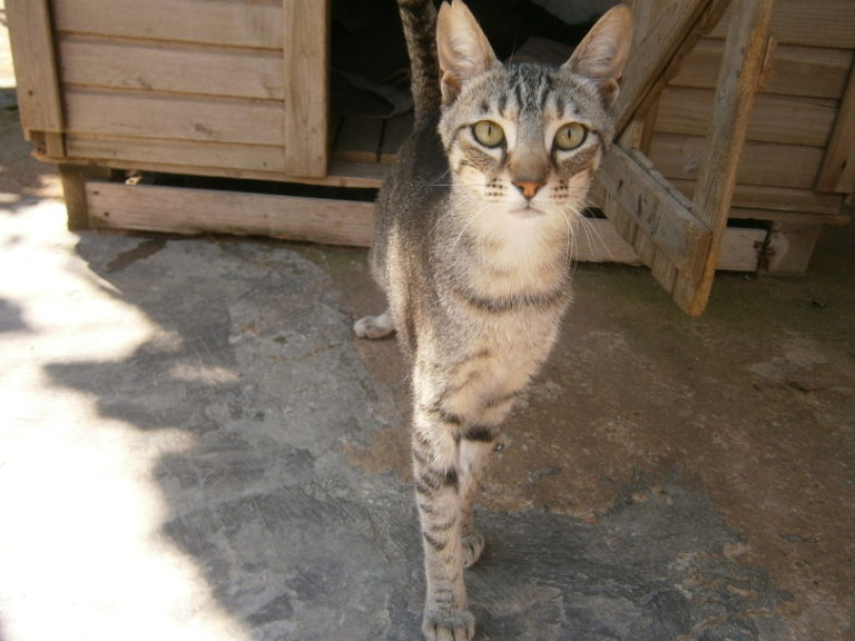 150 Spanish Cat Names: Our Top Picks for Your Cat (with Meanings ...