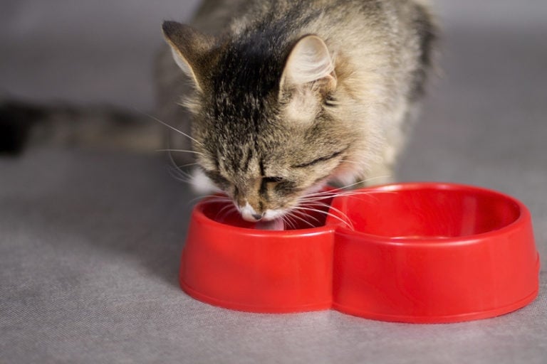 How to Stop a Cat from Spilling Their Water Bowl: 8 Methods | Hepper ...
