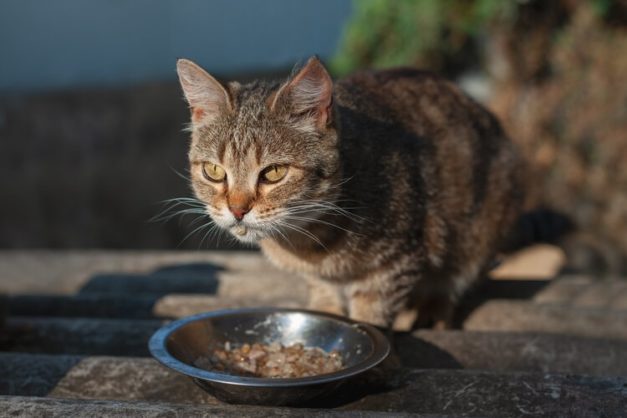 Why Is My Cat’s Poop Watery? 12 Vet-Reviewed Reasons | Hepper Pet Resources