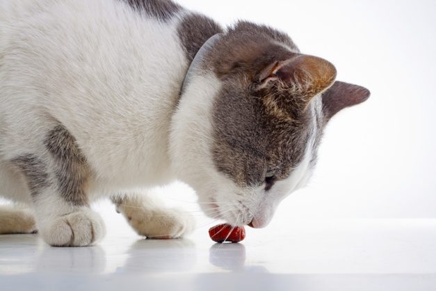 Why Is My Cat’s Poop Watery? 12 Vet-Reviewed Reasons | Hepper Pet Resources