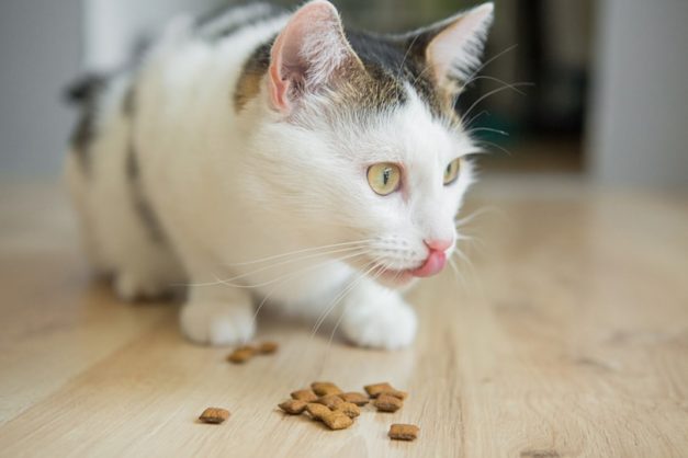 Why Has My Cat Stopped Eating Dry Food But Still Eats Treats? Vet ...
