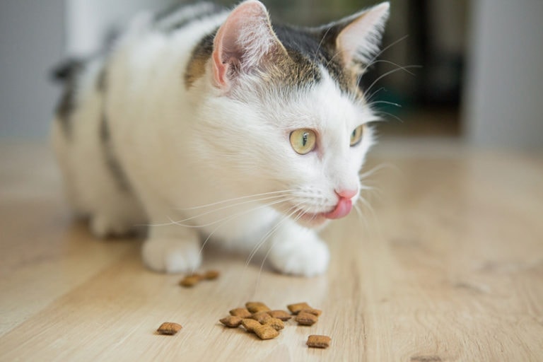 Do Cats Have Taste Buds? Vet-Approved Smell & Taste Explanation ...