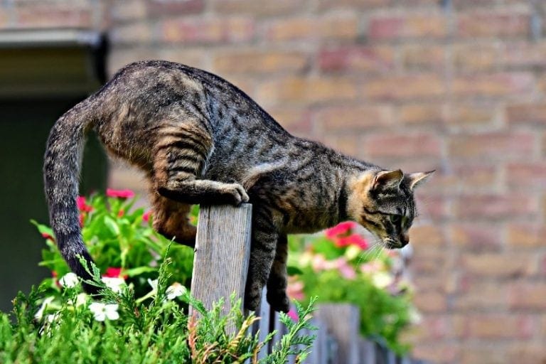 How To Keep Cats Out of Mulch: 12 Humane Ways | Hepper Pet Resources