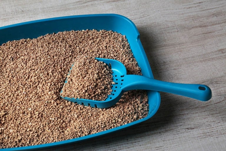 Does Cat Litter Keep Mice Away? What You Need to Know! | Hepper Pet ...