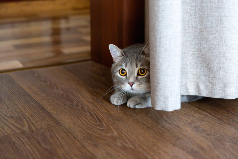 How to Tell If a Cat Is Scared? Vet-Verified Signs, Triggers ...