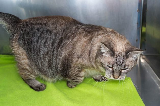 How to Tell if a Cat Has Arthritis: 8 Vet-Reviewed Signs | Hepper Pet ...