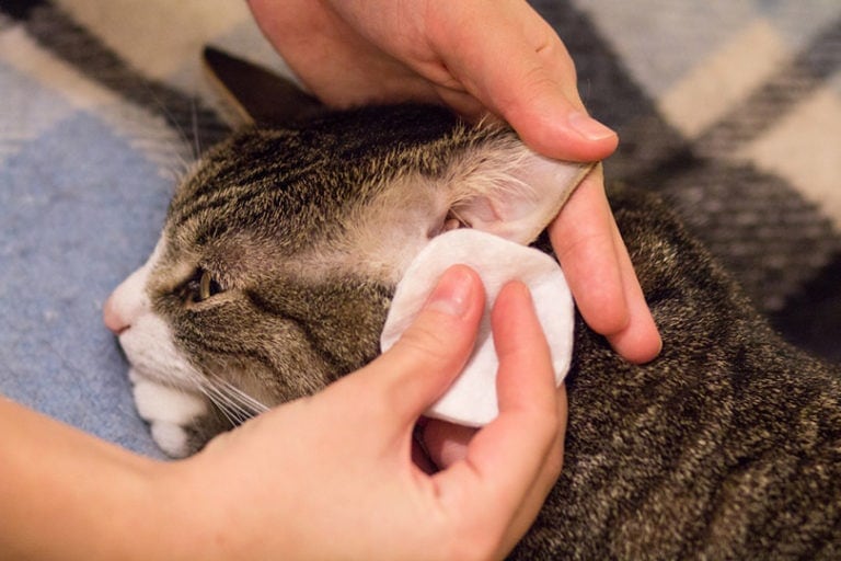 What Is Henry’s Pocket? Vet-Verified Feline Anatomy Facts & Mysteries ...