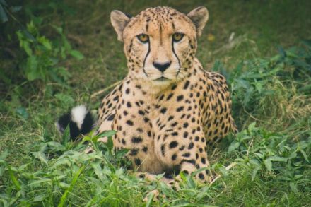 Emotional Support Dogs for Cheetahs – The Relationship Explained ...