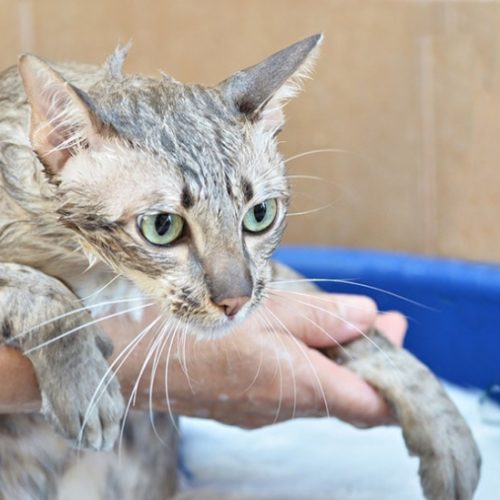 5 Homemade Cat Shampoo Ideas You Can Try Today (Vet-Approved) | Hepper ...