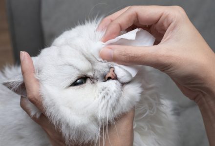 Why Is My Cat Keeping One Eye Closed? 5 Vet-Reviewed Eye Problems ...