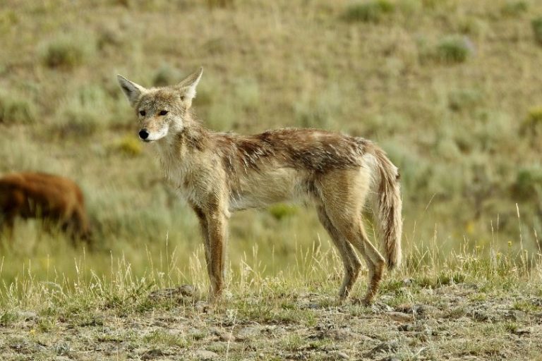 Coyote vs Dog: What’s the Difference? What Science Says | Hepper Pet ...