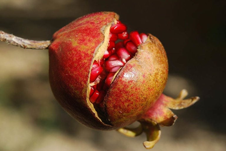 Can Parrots Eat Pomegranate? Vet-Approved Feeding Facts | Hepper Pet ...