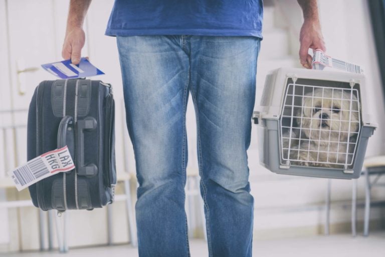 Does Amtrak Allow Dogs? 2026 Update & Travel Tips | Hepper Pet Resources