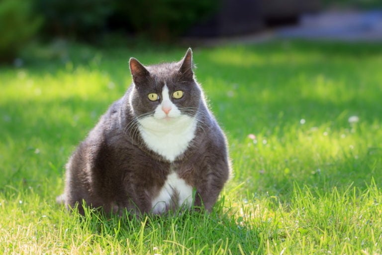 Is My Cat Overweight? Vet-Verified Ways to Spot Feline Obesity ...