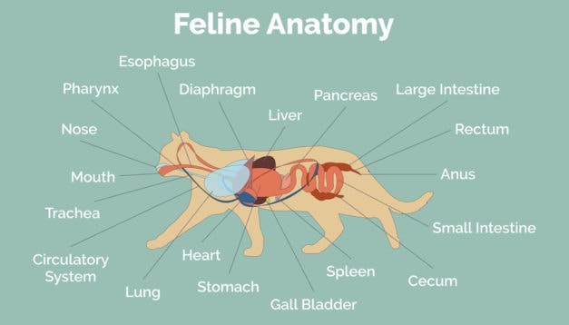 How Many Stomachs Do Cats Have? Vet-Verified Anatomy Facts | Hepper Pet ...