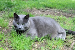 15 Grey Cat Breeds (With Info & Pictures) | Hepper Pet Resources