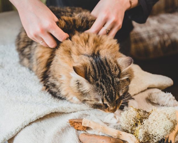 Dry Skin on Cats: Vet-Approved Causes & Treatments | Hepper Pet Resources