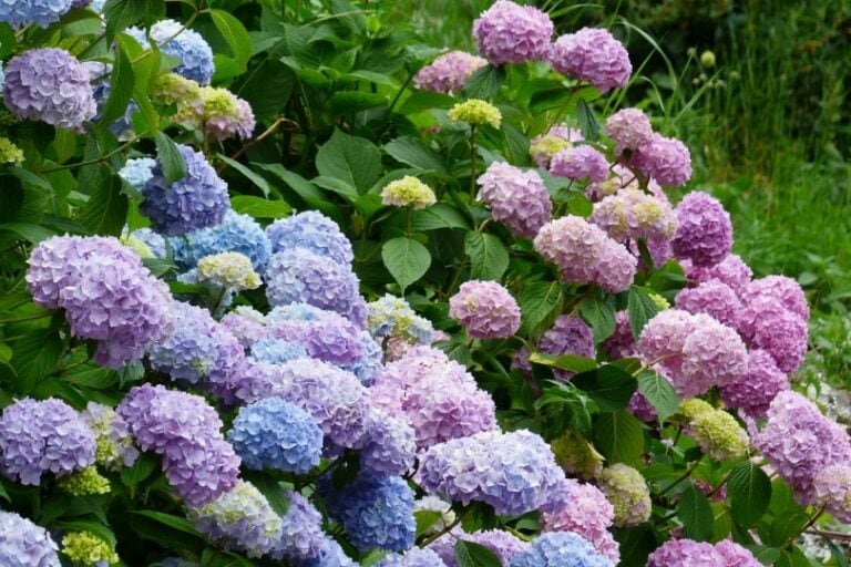 Are Hydrangeas Poisonous to Cats? Vet-Reviewed Safety Facts | Hepper ...
