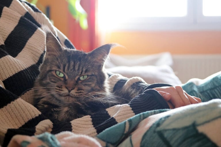 16 Most Cuddly and Affectionate Cat Breeds (With Info & Pictures ...