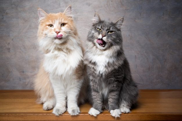 What Kind of Cat Is Mrs. Norris From Harry Potter? Famous Cat Breeds ...