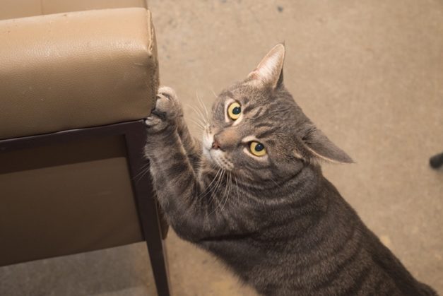 4 DIY Cat Couch Protector Plans You Can Build Today (With Pictures ...