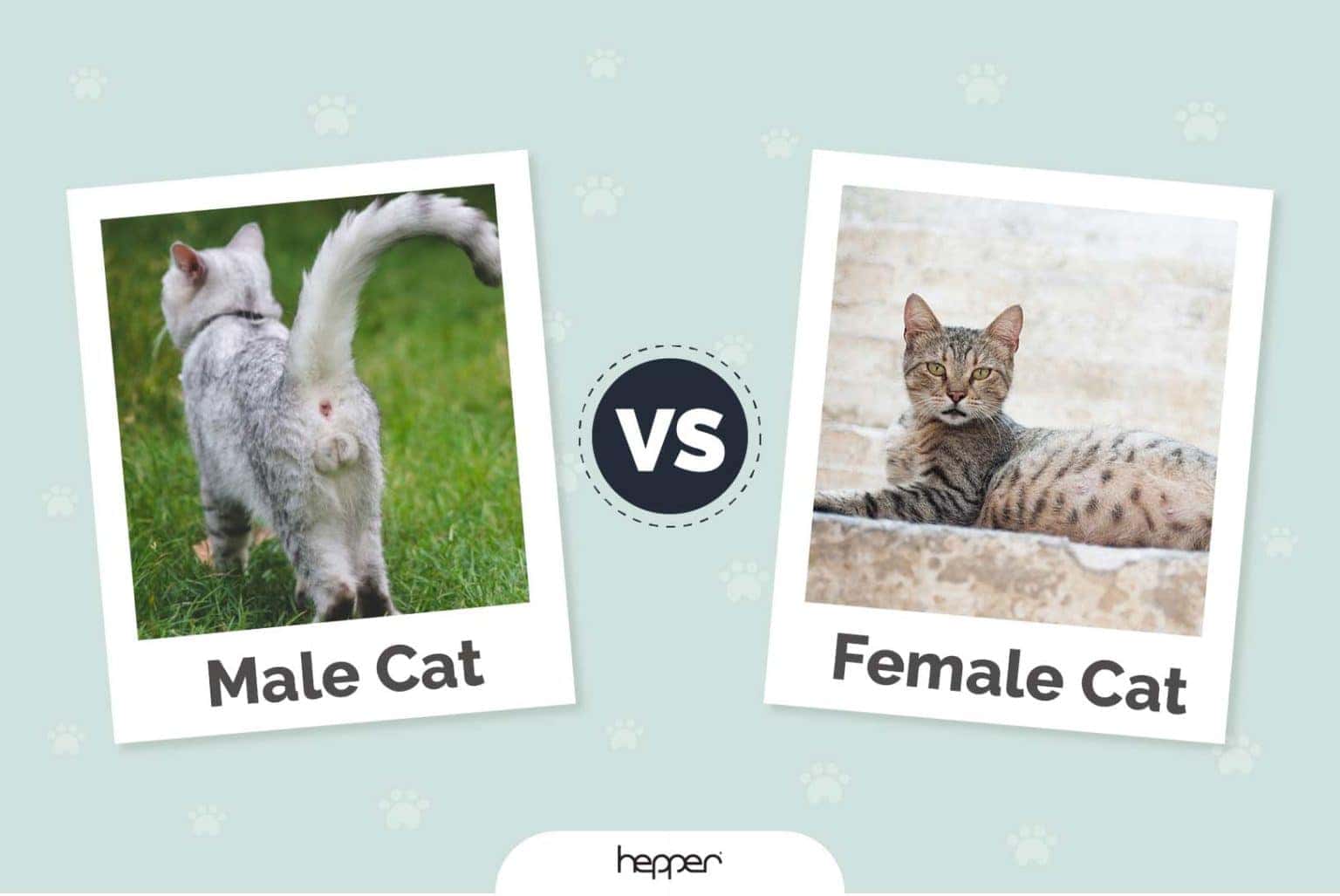 Male vs Female Cat: Key Differences (With Pictures) | Hepper Pet Resources