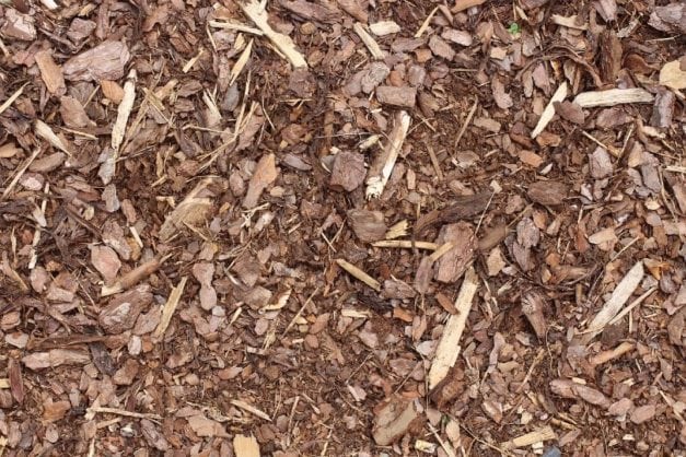 How To Keep Cats Out of Mulch: 12 Humane Ways | Hepper Pet Resources