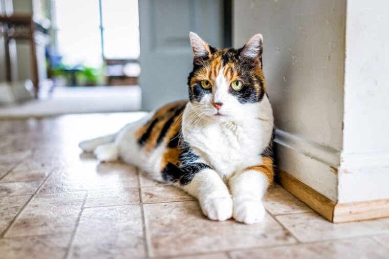 6 Types of Calico Cat (With Info & Pictures) | Hepper Pet Resources