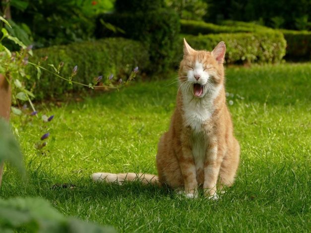 Why Is My Cat Gagging? 10 Vet Reviewed Reasons | Hepper Pet Resources