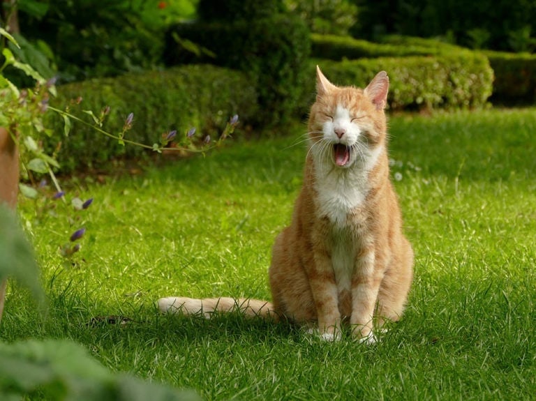 Why Is My Cat Gagging? 10 Vet Reviewed Reasons | Hepper Pet Resources